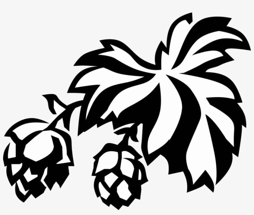 Vector Illustration Of Hops Flowers Used As Flavoring - Hops Clipart ...
