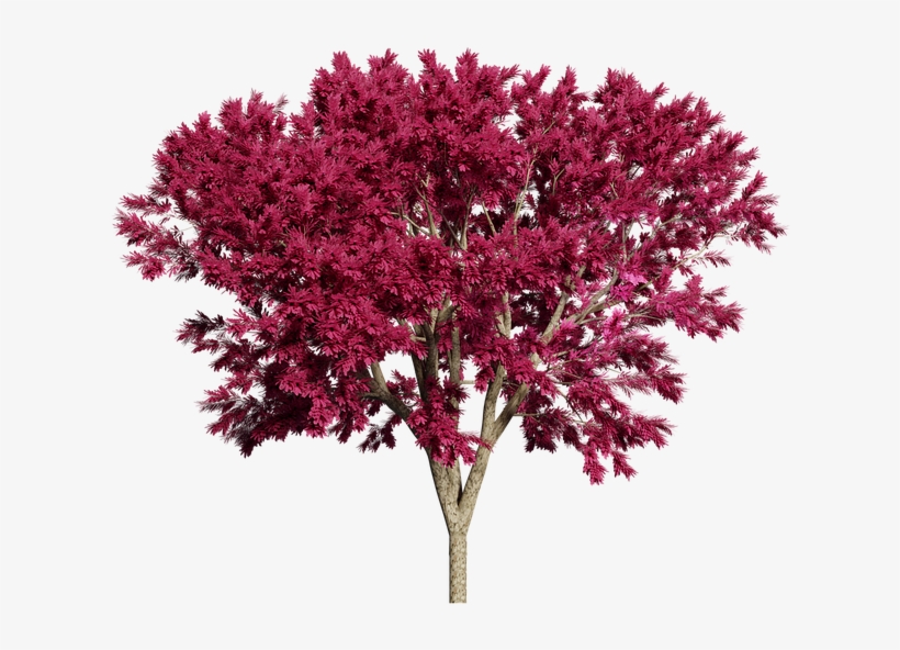 Tree, Nature, Isolated, Landscape, Spring, Leaf - Redbud Tree With ...