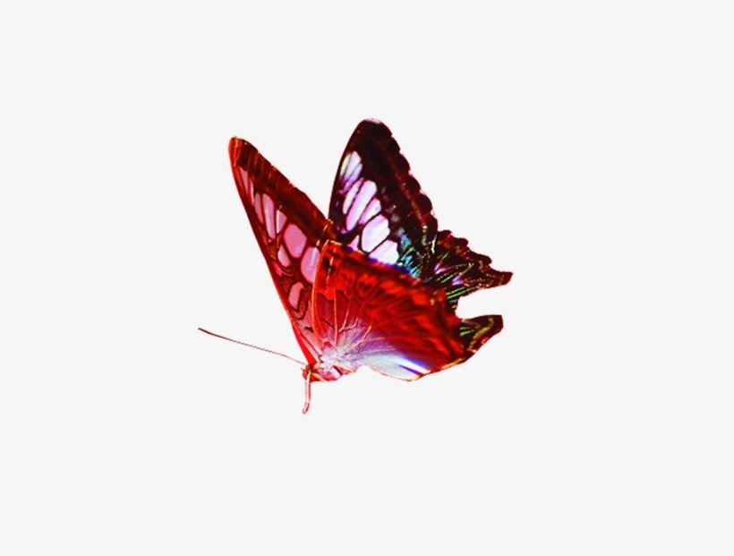 Red Butterfly Png Image Background - Transparent Red Butterfly Png PNG ...