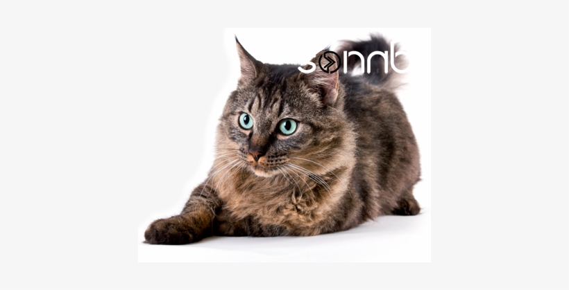 My Favourtie Cats - Cat PNG Image | Transparent PNG Free Download on ...