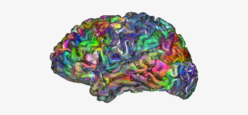 Brain Dictionary Fmri PNG Image | Transparent PNG Free Download on SeekPNG