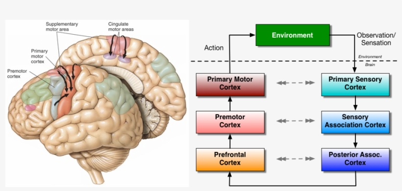 Motor Brain Areas - Primary And Secondary Motor Areas PNG Image ...