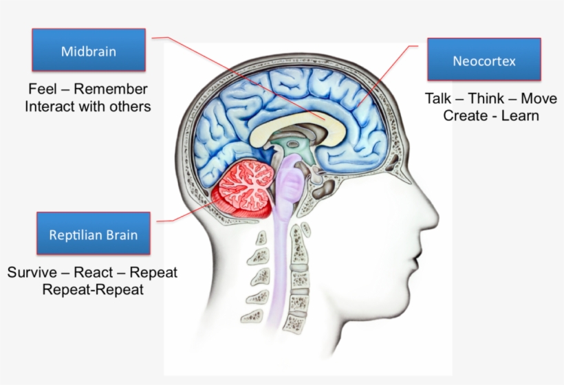 Brains-1200x743 - Triune Brain Theory Transparent Png PNG Image ...