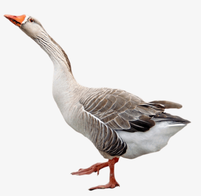 Free Png Goose Png Images Transparent - Goose Transparent Background ...