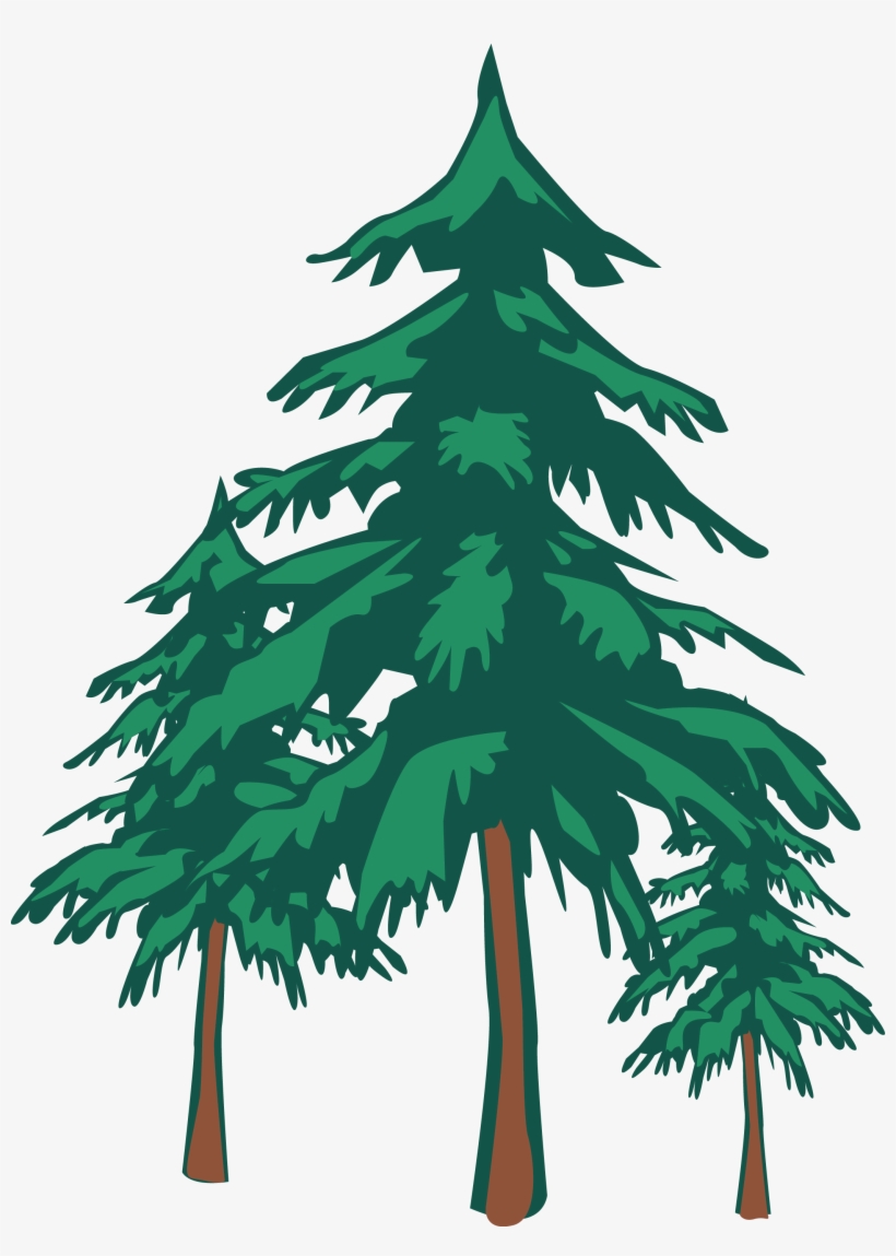 Pinus Tree Diagram