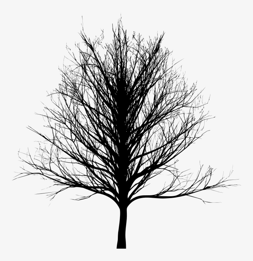 Skinny Tree Silhouette - Bald Tree Png PNG Image | Transparent PNG Free ...