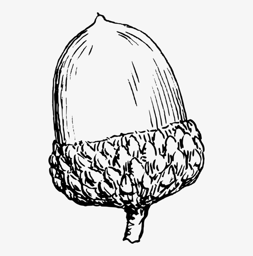 Acorn Drawing Download Computer Icons Nut - Acorn Clipart Black And ...