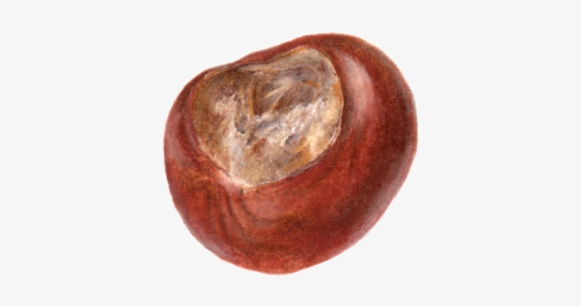Sunday, 6 October - Conkers PNG Image | Transparent PNG Free Download ...