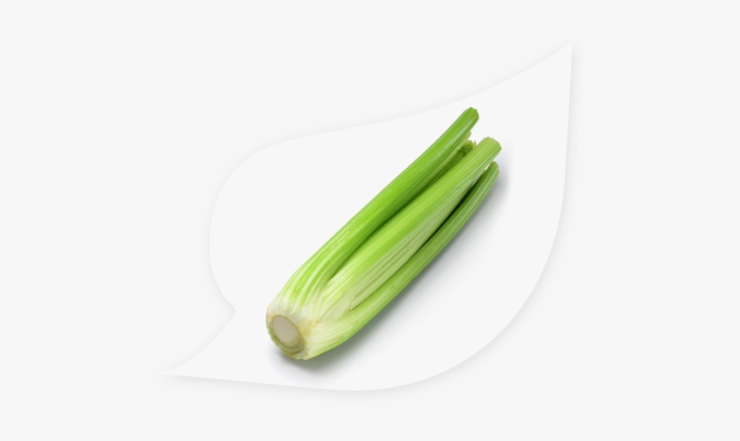 Scallion PNG Image | Transparent PNG Free Download on SeekPNG