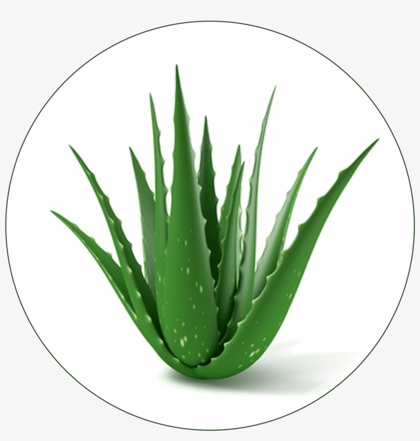 Aloe - Aloe Vera Tree Png PNG Image | Transparent PNG Free Download on ...