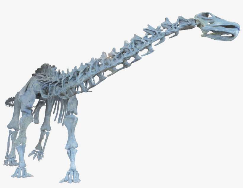 Brontosaurus Excelsus - Brontosaurus Skeleton Png PNG Image ...