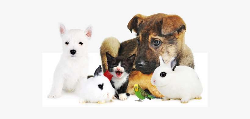 Download Group Of Pets | Transparent PNG Download | SeekPNG