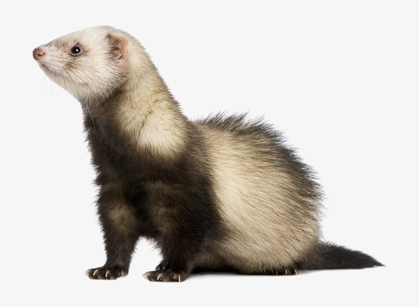 Ferret Png Free Download - Ferret Muzzle PNG Image | Transparent PNG ...