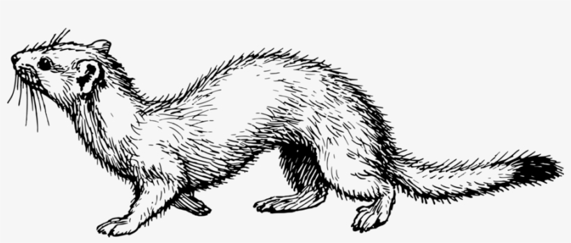 Stoat Computer Icons Mink Can Stock Photo Drawing - Ermine Clipart PNG ...