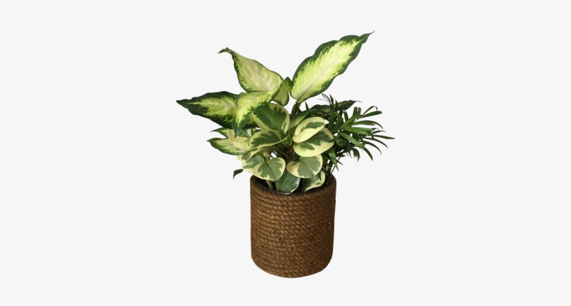 Tabletop Garden - Table Top Flower Png PNG Image | Transparent PNG Free ...