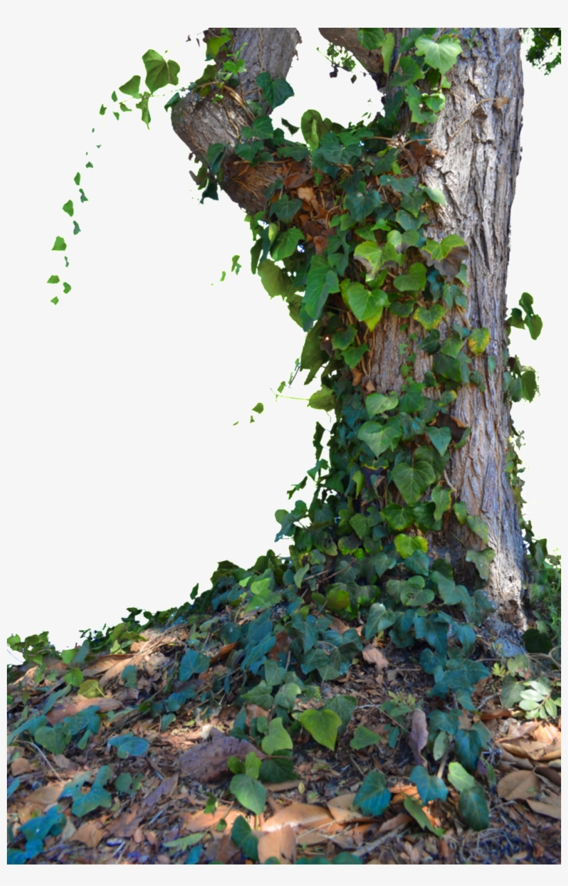 Download Transparent Material For The Thick Trees Of The Jungle - Big ...