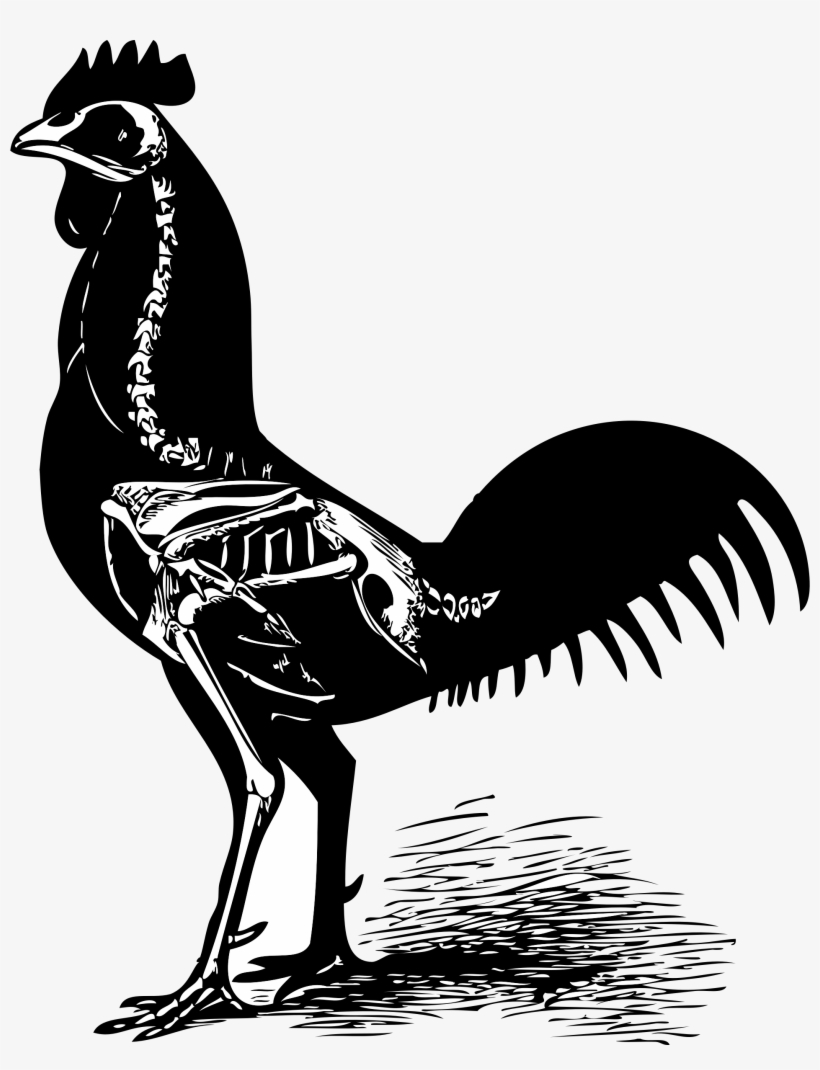 Big Image - Chicken Skeleton PNG Image | Transparent PNG Free Download ...