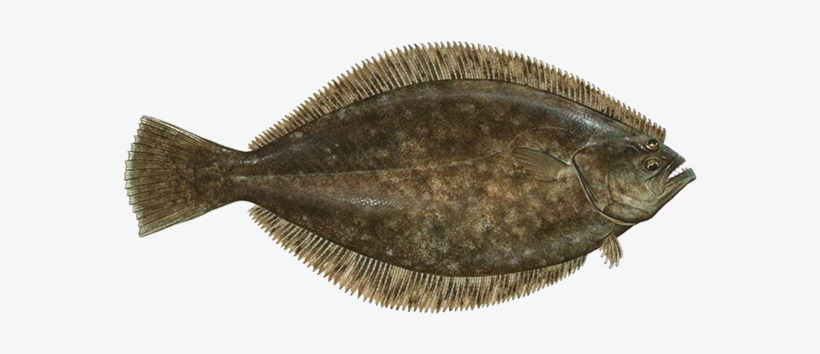 Download Flounder Summer - Gulf Flounder | Transparent PNG Download ...