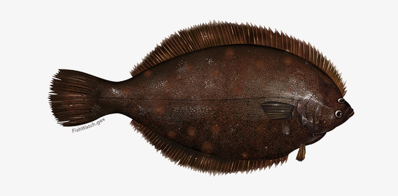 Winter Flounder PNG Image | Transparent PNG Free Download on SeekPNG