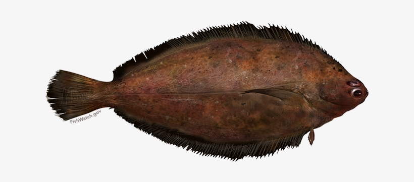 Rex Sole PNG Image | Transparent PNG Free Download on SeekPNG