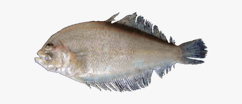 Mediterranean Scaldfish PNG Image | Transparent PNG Free Download on ...