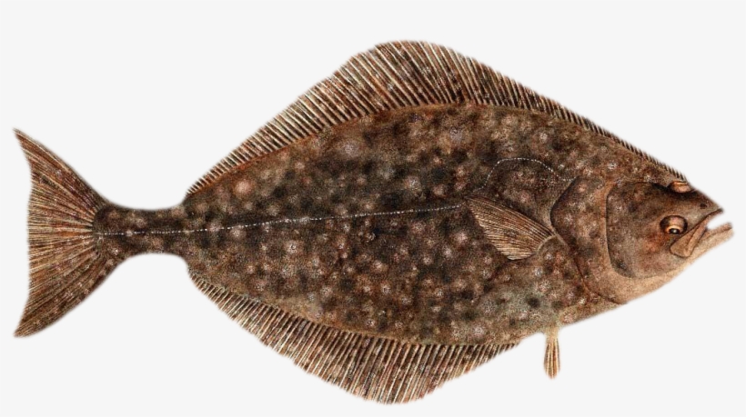 Photo Of A Halibut Fish - Pacific Halibut PNG Image | Transparent PNG ...