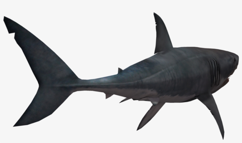 Shark Png Transparent Image - Shark Transparent Png PNG Image ...