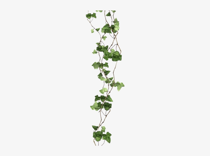 Download Kudzu Project - Transparent Background Vine Png | Transparent ...