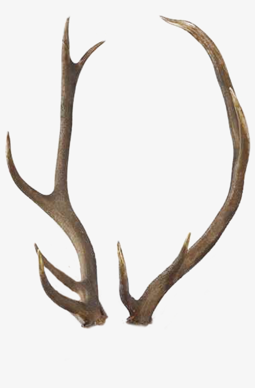 Reindeer Antlers Transparent Background