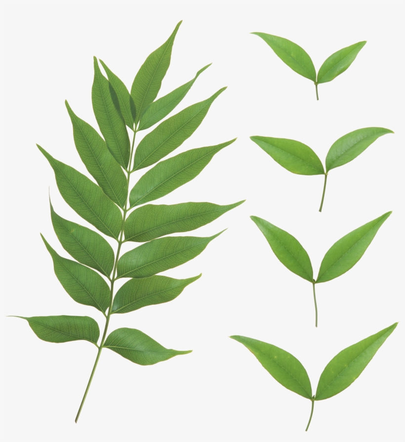 Leaf Png PNG Image | Transparent PNG Free Download on SeekPNG