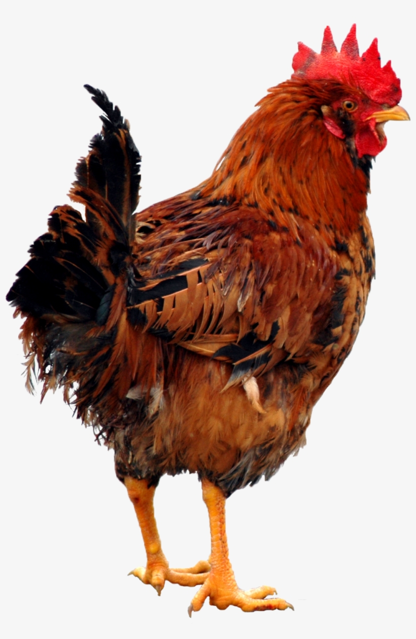 Chicken Png - Ser Una Gallina PNG Image | Transparent PNG Free Download on SeekPNG