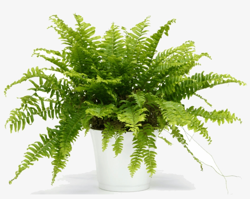 Potted Fern Clipart