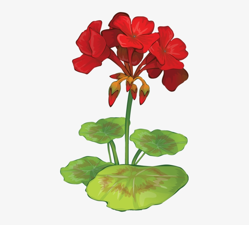 Geranium - Red Geranium Flower Drawing PNG Image | Transparent PNG Free ...