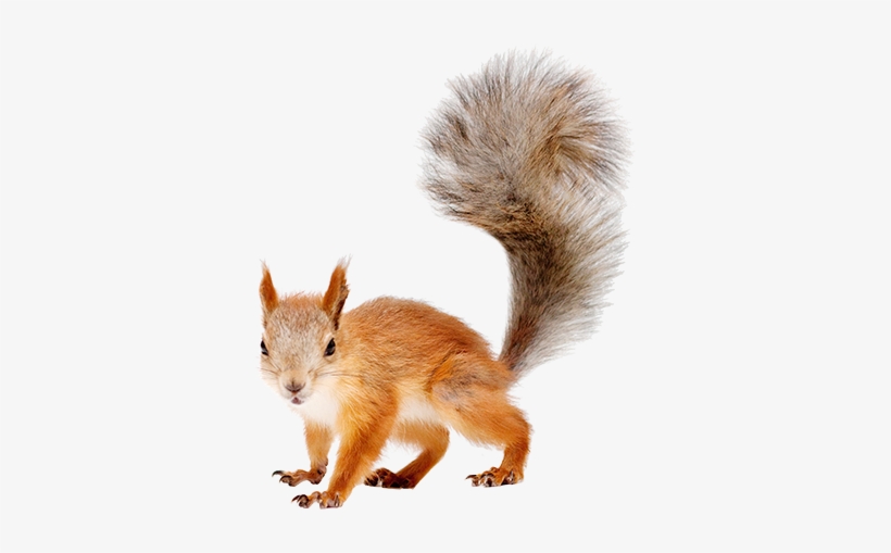 Download Coexisting With Squirrels - Red Squirrel Png | Transparent PNG ...