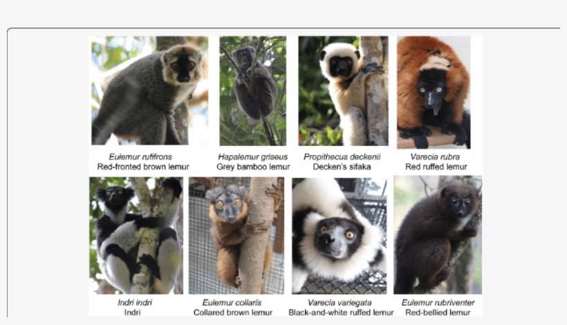 Examples Of Different Lemur Species - Lemurs PNG Image | Transparent ...