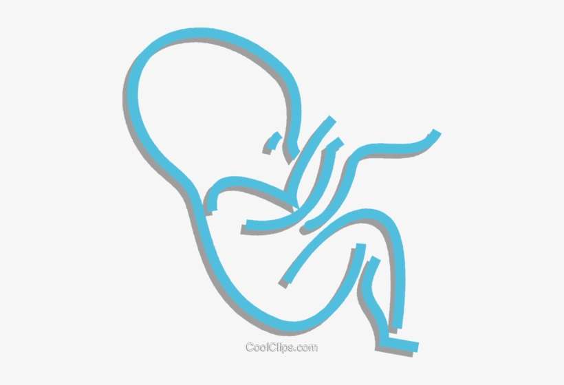 Download Fetus Royalty Free Vector Clip Art Illustration | Transparent ...