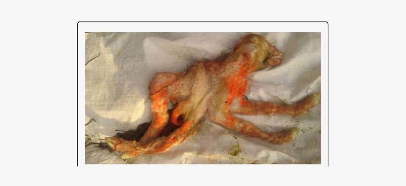 Right Lateral View With Malformed Fetus Having Extended - Fetus PNG ...