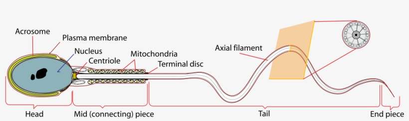 See Also[edit] - Sperm Cell Diagram PNG Image | Transparent PNG Free ...