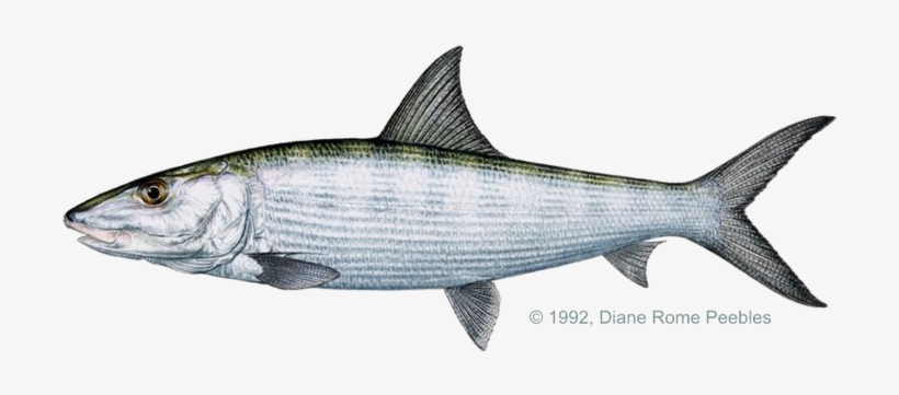 Single Bone Fish PNG Image | Transparent PNG Free Download on SeekPNG