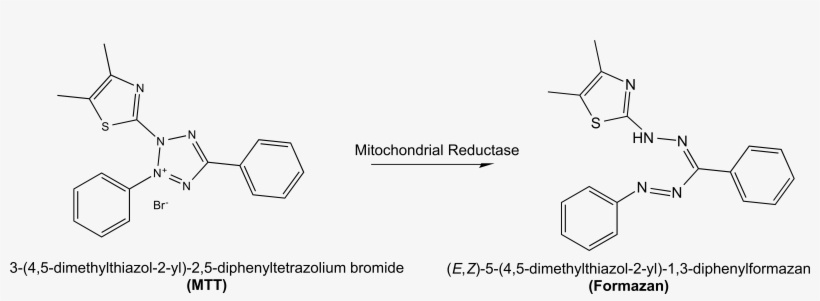 Mtt Reaction - Ttc To Formazan Reaction PNG Image | Transparent PNG ...
