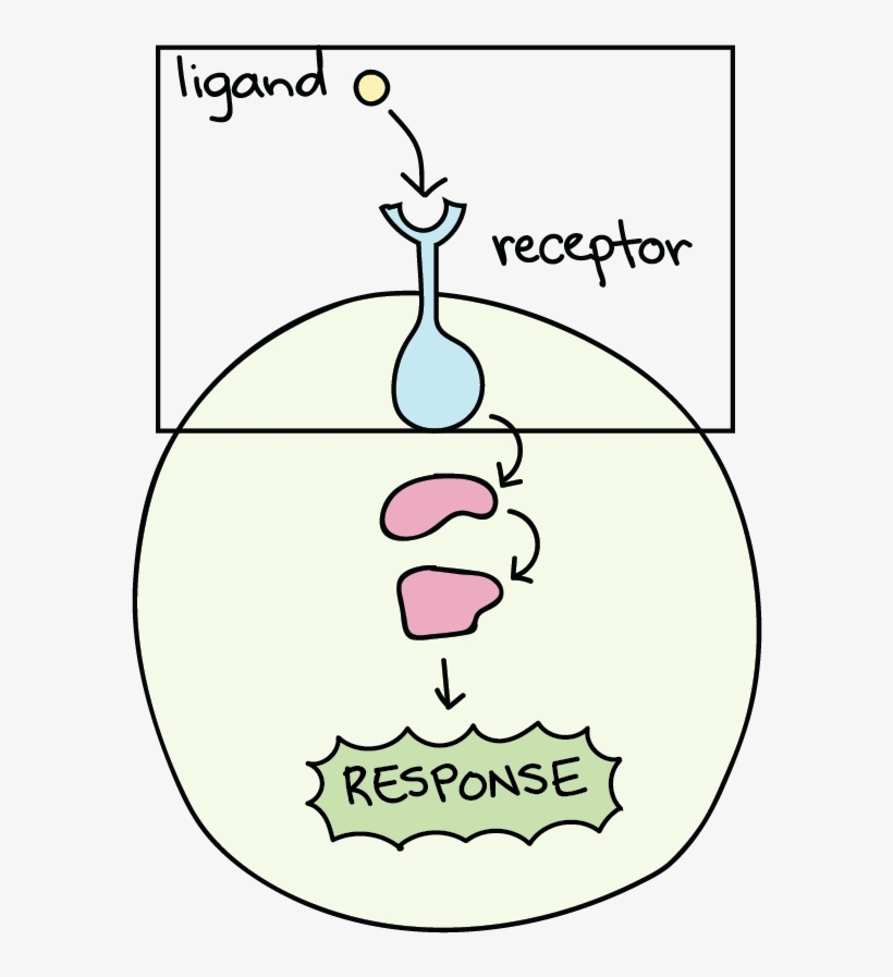 Stages Of Signal Transduction - Cellular Response PNG Image ...