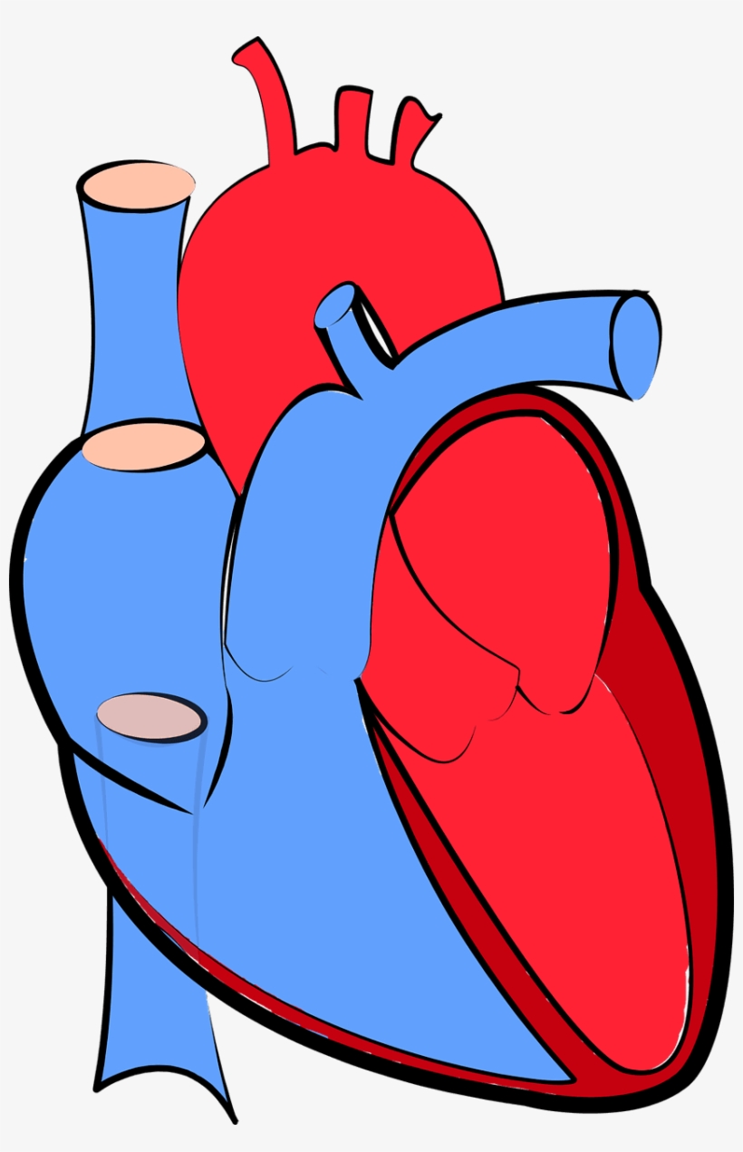 Background And Pathophysiology PNG Image | Transparent PNG Free ...