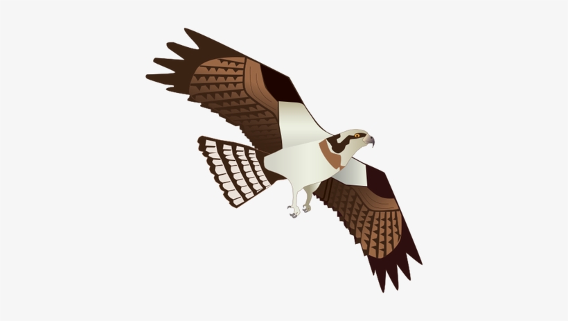 Png Royalty Free Library Osprey Drawing Bird - Jackite Osprey Kite ...