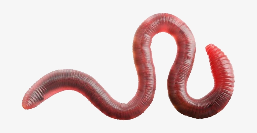Download Worm Without Background | Transparent PNG Download | SeekPNG