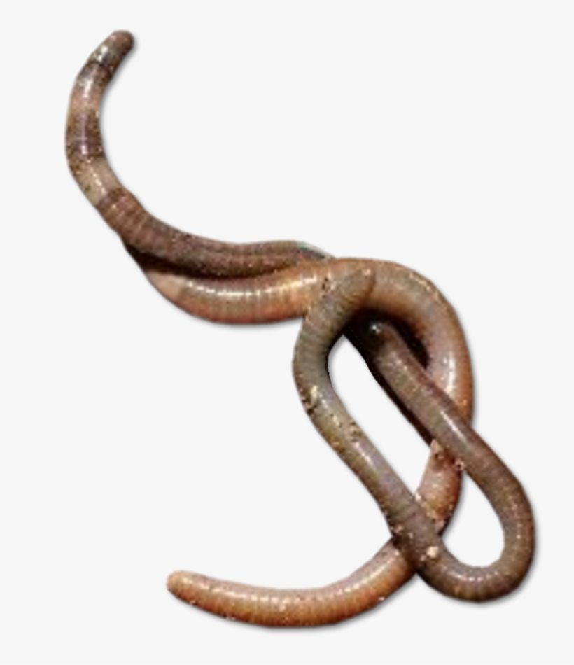 Worms Transparent - Worms Png PNG Image | Transparent PNG Free Download ...