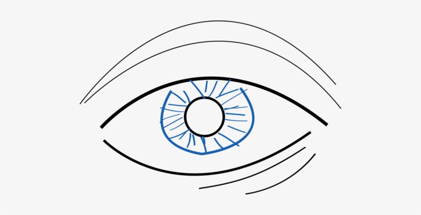 Googly Eyes Drawing Simple Eye In Invertebrates Color - Eye Sketch ...