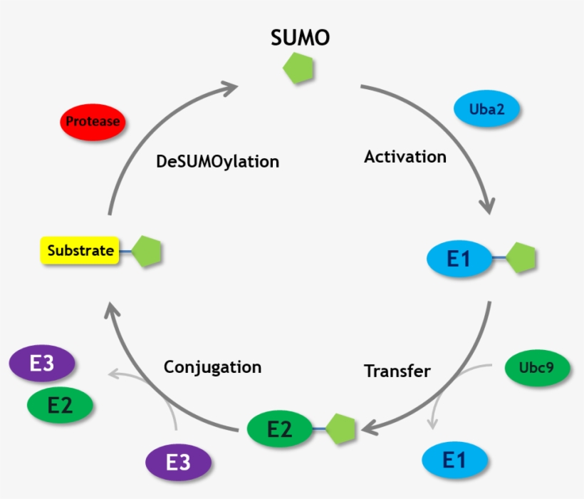 Sumo Cycle - Sumoylation Cycle PNG Image | Transparent PNG Free ...