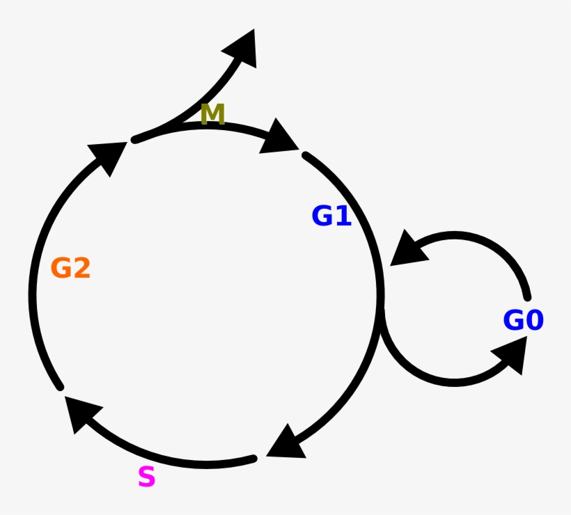 Cell Cycle - Yokoten Meaning PNG Image | Transparent PNG Free Download ...