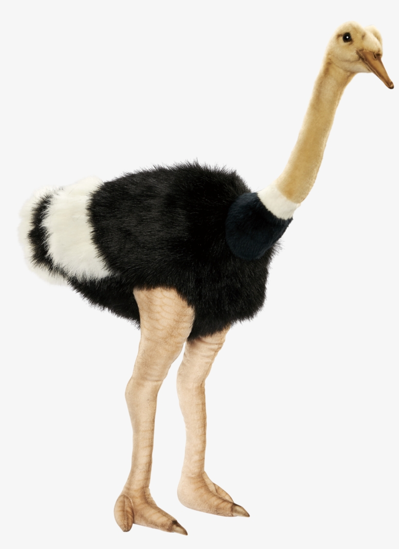 Download Ostrich Png Picture - Transparent Background Transparent ...