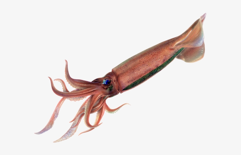 Download Squid Transparent Png - Squid Png | Transparent PNG Download ...